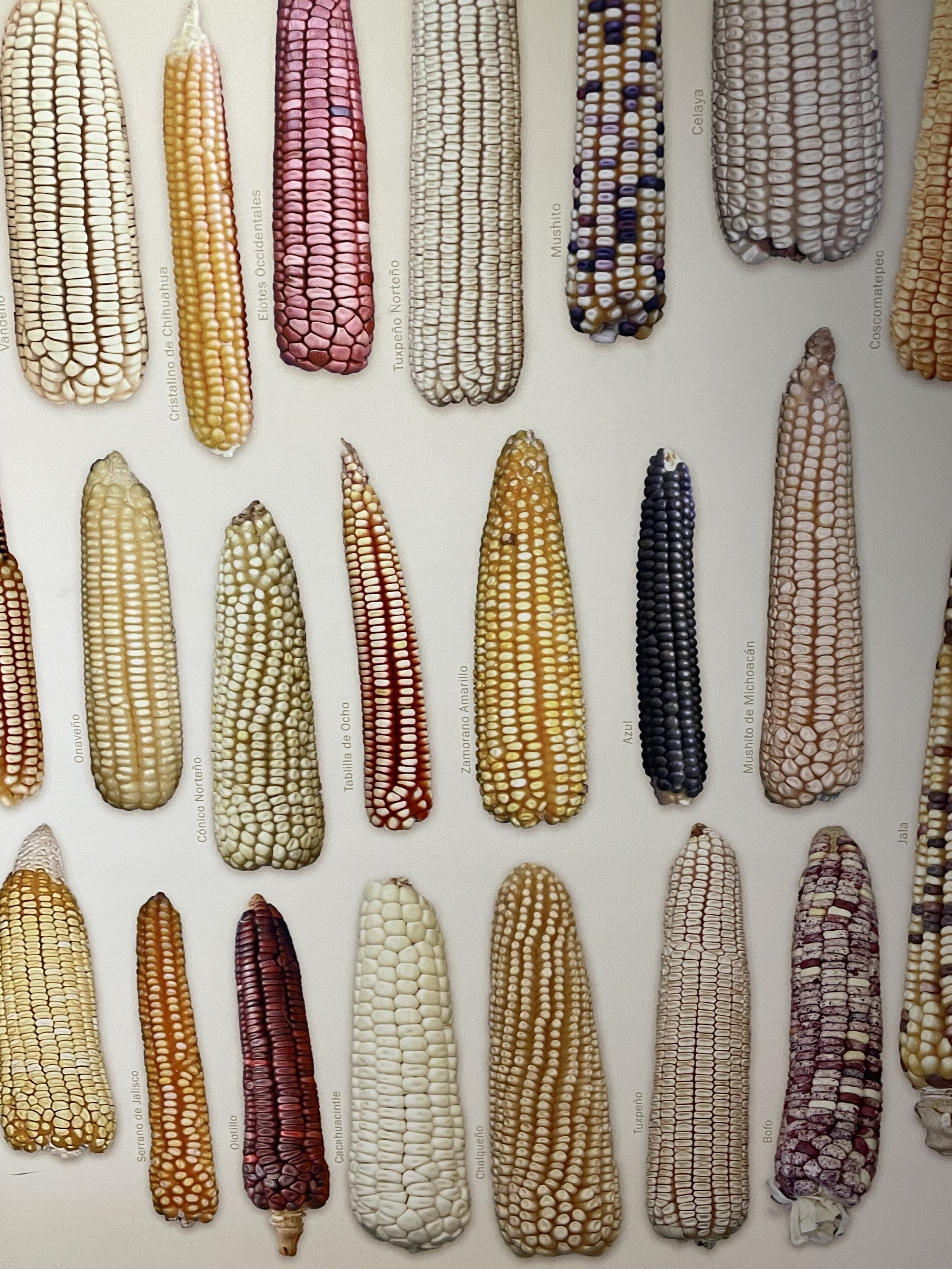 a pinch of salt – From Sacred Soils to Shared Tables: On the Resilience ...